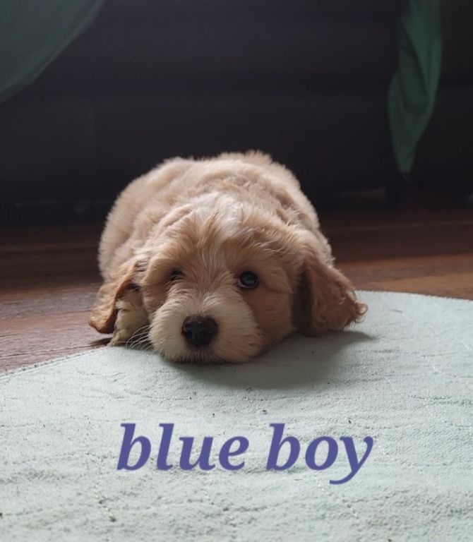 Labradoodle Puppies. Mini and Medium Australian Labradoodle Puppies by ...