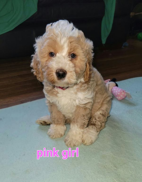 Labradoodle Puppies. Mini and Medium Australian Labradoodle Puppies by ...