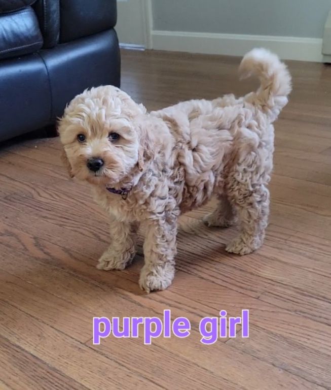 Labradoodle Puppies. Mini and Medium Australian Labradoodle Puppies by ...